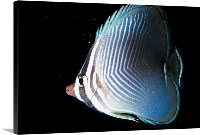 Australia, Butterfly fish, Butterfly fish | Great Big Canvas