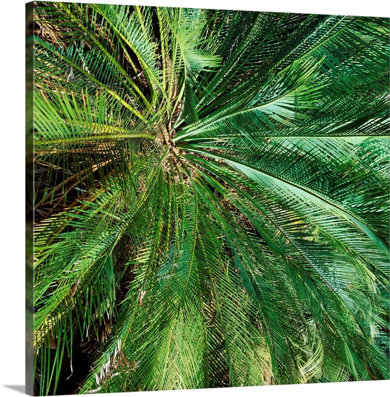 Australia, Northern Territory, Palm tree in the Red Center | Great Big ...