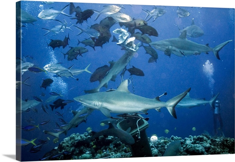 Australia, Queensland, Cairns, Oceania, Pacific ocean, Shark | Great ...