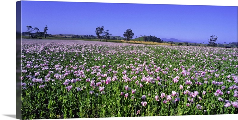 Australia, Tasmania, Poppies field | Great Big Canvas