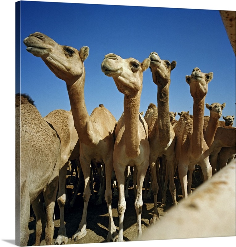 Bahrain, Al-Bahrayn, Manama, Camel farm for camel race | Great Big Canvas