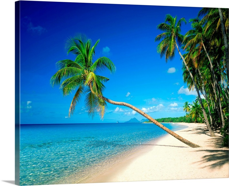 Beach with palm tree | Great Big Canvas