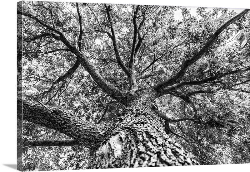 Branches On A Giant Tree, Seen From Directly Below | Great Big Canvas