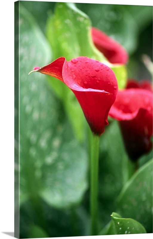 Calla Lily (Zantedeschia Mango) | Great Big Canvas