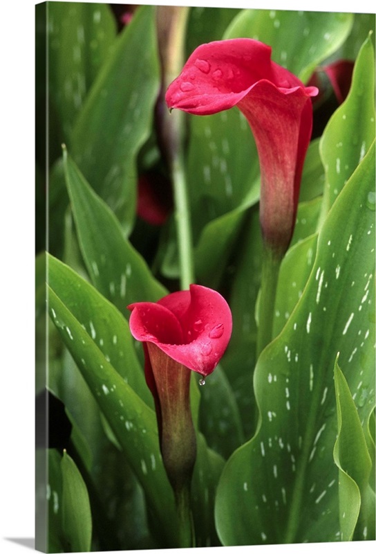 Calla Lily (Zantedeschia Mango) | Great Big Canvas