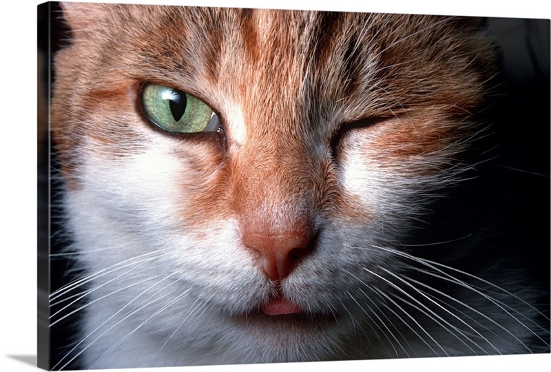 Cat winking | Great Big Canvas