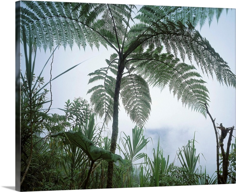 Central America, Costa Rica, Tropics, Giant fern | Great Big Canvas