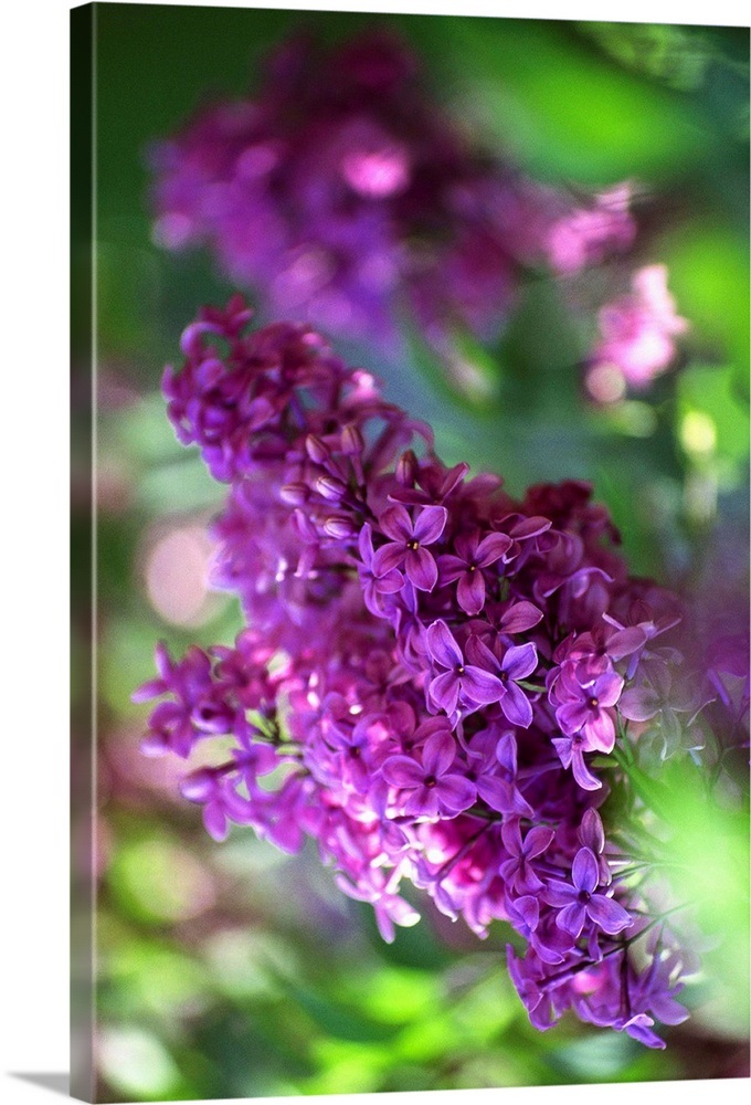 Chinese lilac (Syringa Chinensis) Wall Art, Canvas Prints, Framed ...
