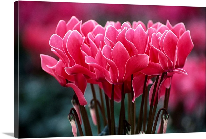 Cyclamen (Latinia Premium) | Great Big Canvas