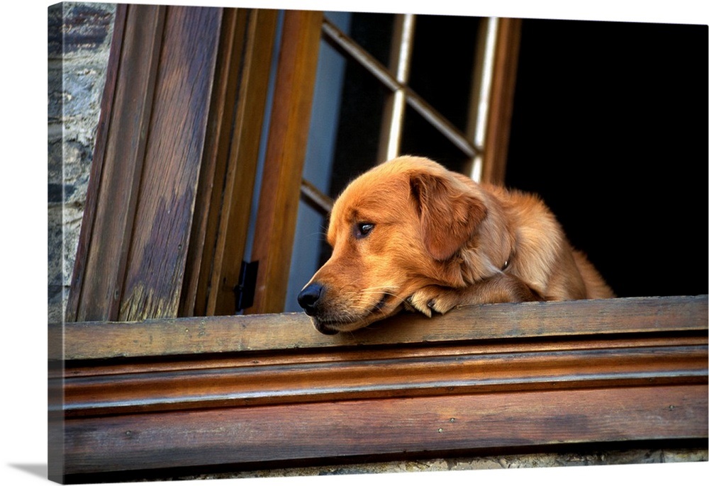 Dog looking out of window, Golden Retriever dog Wall Art, Canvas Prints ...