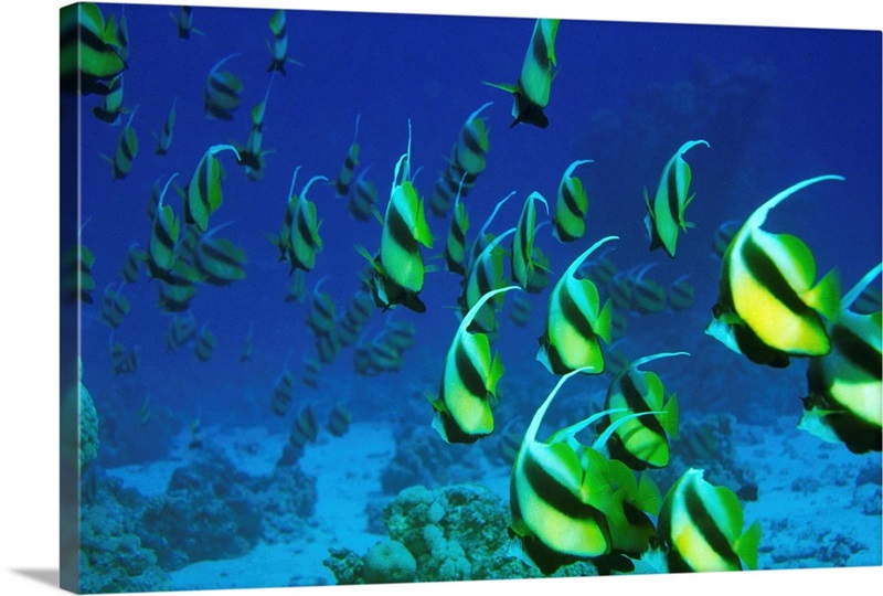 Egypt, Red Sea, Sharm el Sheikh, school of fish | Great Big Canvas