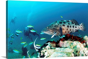 Fish, Watamu, Malindi marine natural park, tropical fish Wall Art ...