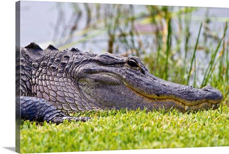 Florida, Everglades, Everglades Safari Park, Alligator | Great Big Canvas