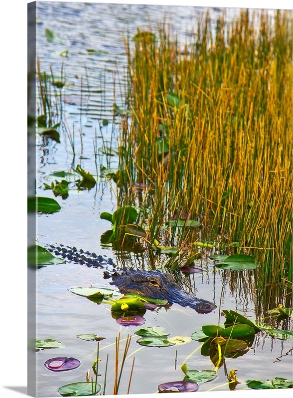 Florida, Everglades, Everglades Safari Park, Alligator | Great Big Canvas
