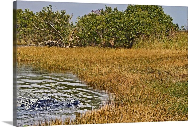Florida, Everglades, Everglades Safari Park, Alligator | Great Big Canvas