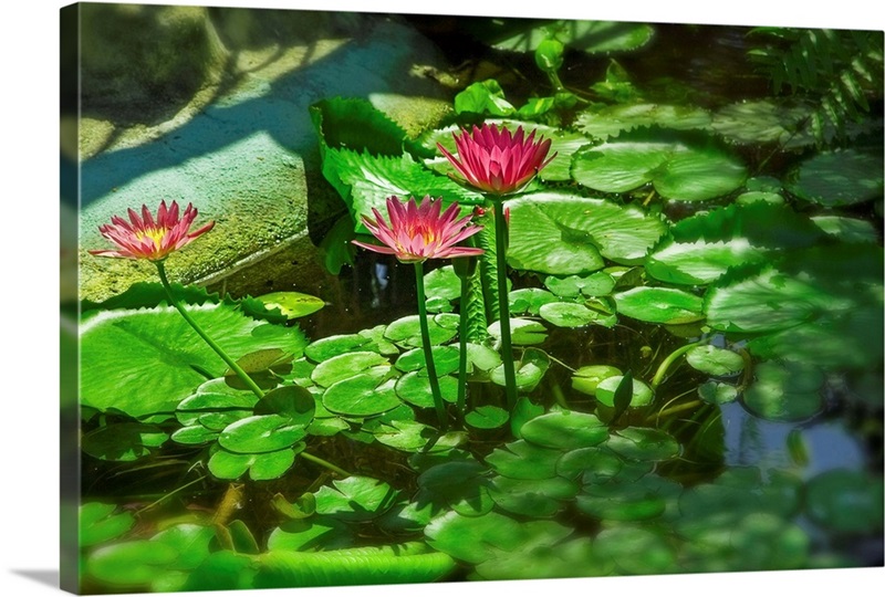 Florida, Key West, Hemingway House, pond | Great Big Canvas