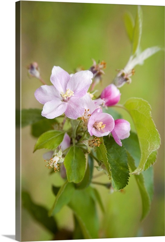France, Normandy, Apple tree blossoms | Great Big Canvas