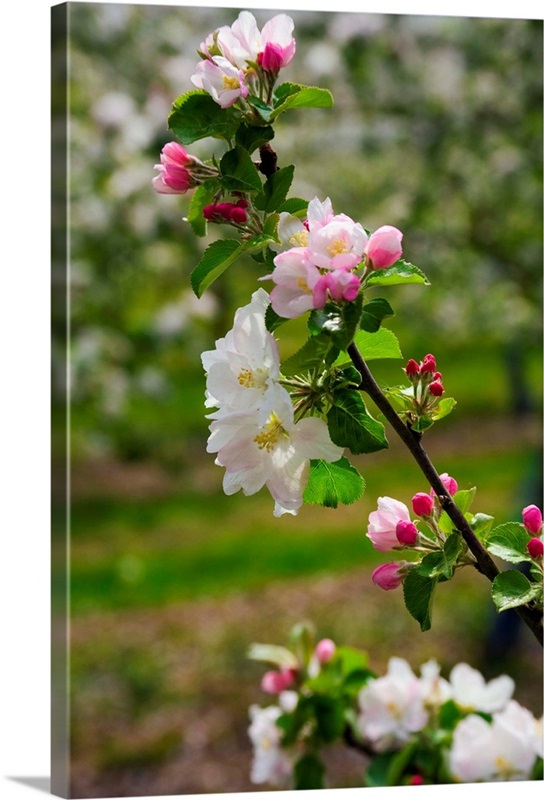 France, Normandy, Apple tree blossoms | Great Big Canvas