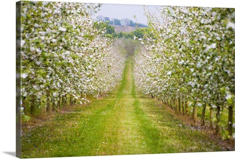 France, Normandy, Apple trees in full blossom in the orchard | Great ...