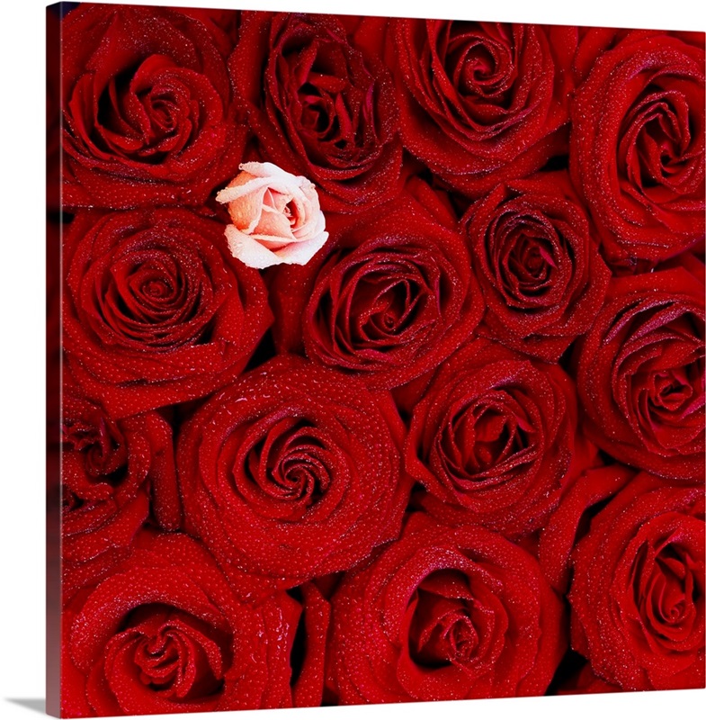 France, Red roses | Great Big Canvas