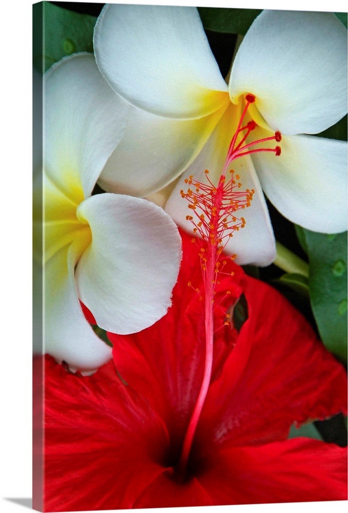 French Polynesia, Polynesian flowers Wall Art, Canvas Prints, Framed ...