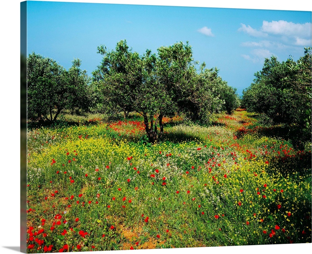 Greece, Crete, Countryside in spring Wall Art, Canvas Prints, Framed ...