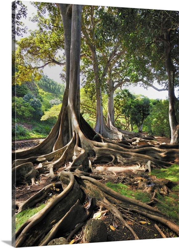 Hawaii, Tropics, Kauai island, Allerton Gardens, giant ficus trees ...