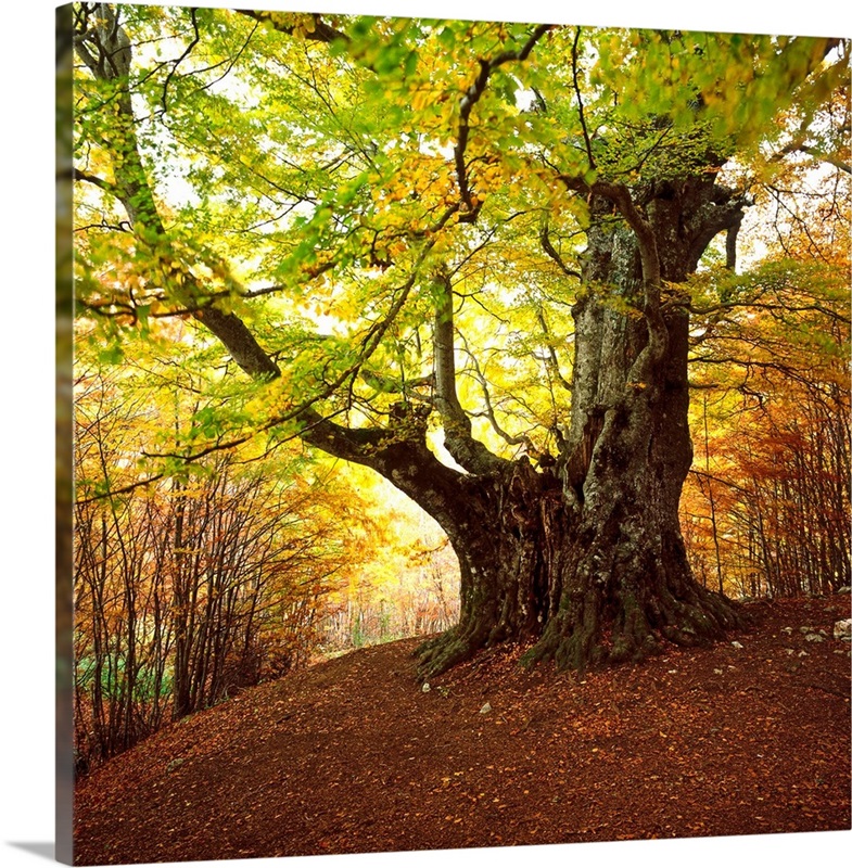 Italy, Abruzzo National Park, Passo Godi, beech, millenary tree | Great ...