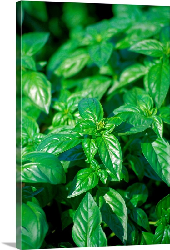 Italy, Basil | Great Big Canvas
