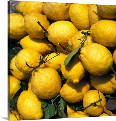 Italy, Campania, Lemons, typical lemons from the Sorrento Peninsula ...