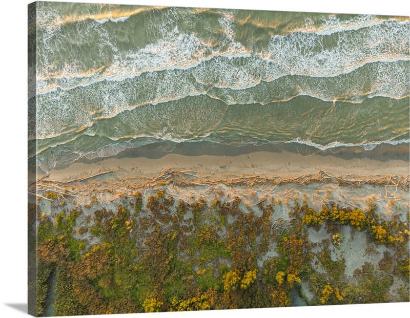 Italy, Emilia-Romagna, Mediterranean Vegetation And Trunks On Beach ...