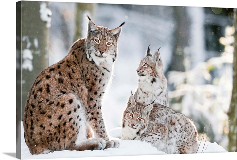 Italy, Friuli-Venezia Giulia, Carnia, Udine district, lynx in the ...