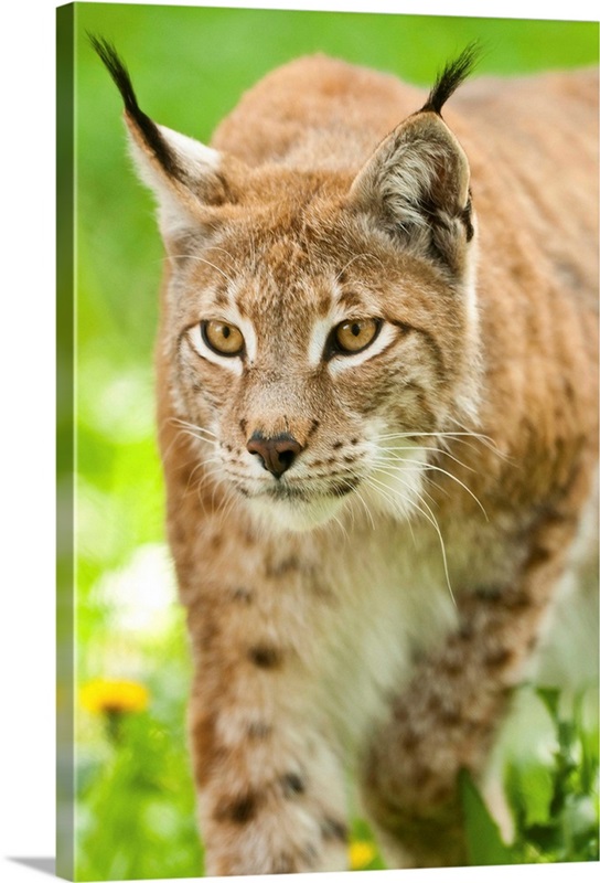 Italy, Friuli-Venezia Giulia, Carnia, Udine district, lynx in the ...