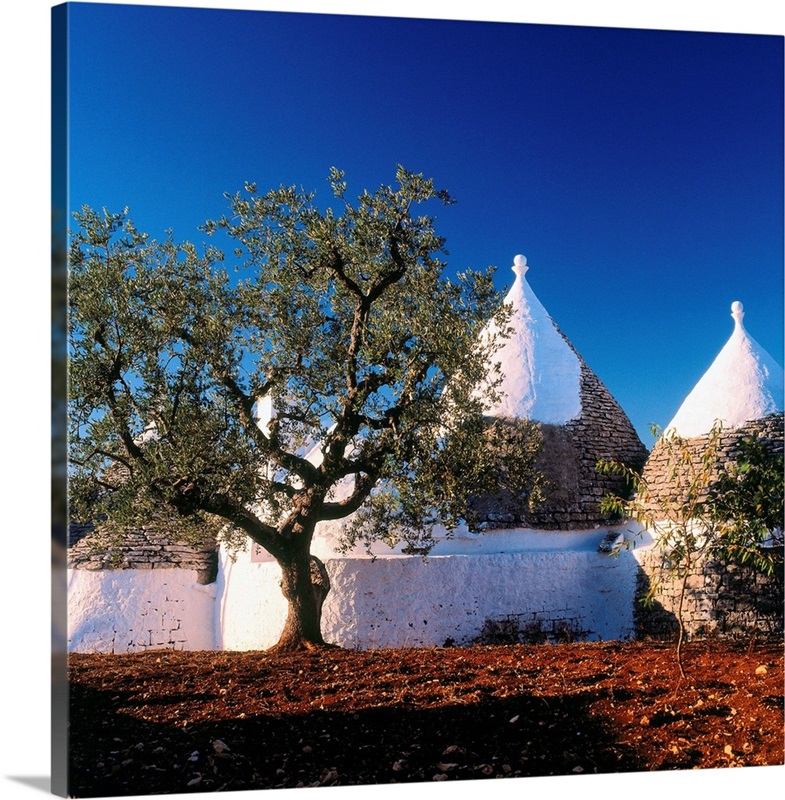 Italy, Puglia, Trulli and olive-tree | Great Big Canvas