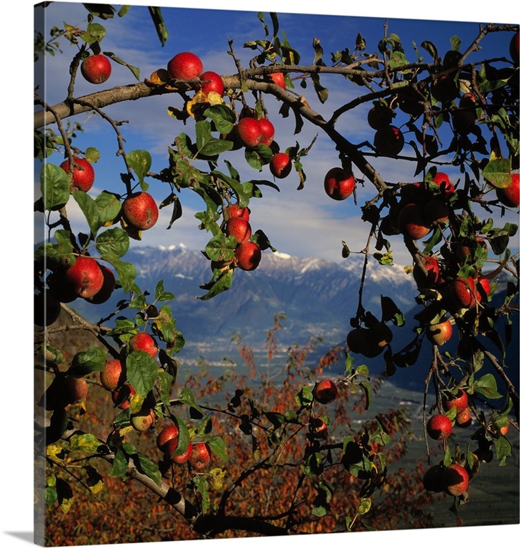 Italy, South Tyrol, Adige Valley, apple tree Caldaro towards Merano ...