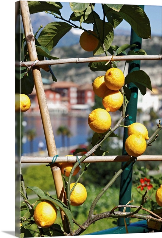 Italy, Trentino-Alto Adige, Trentino, Garda Lake, Lemon tree and harbor ...