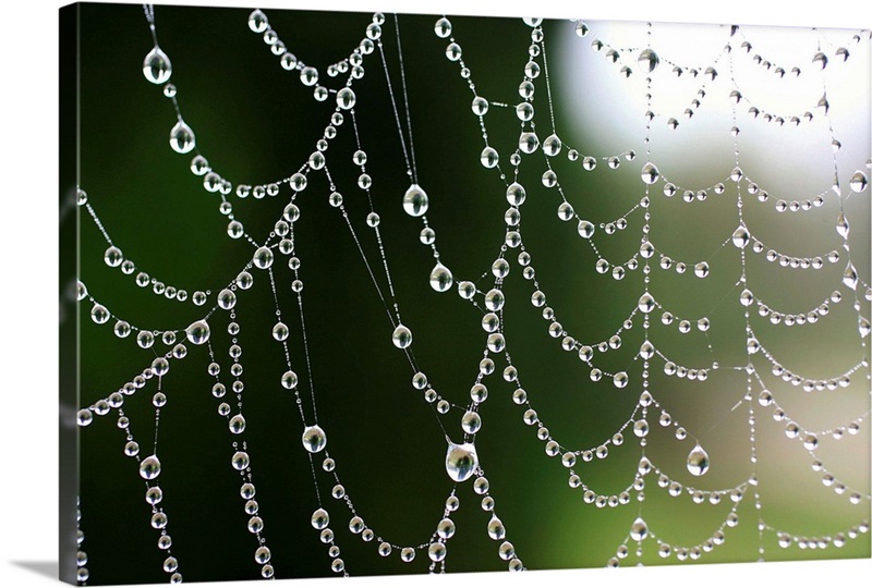 Italy, Tuscany, Cobweb | Great Big Canvas