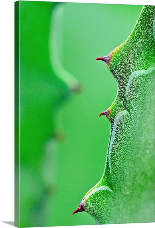 Italy, Tuscany, Elba island, Century plant (Agave americana) | Great ...