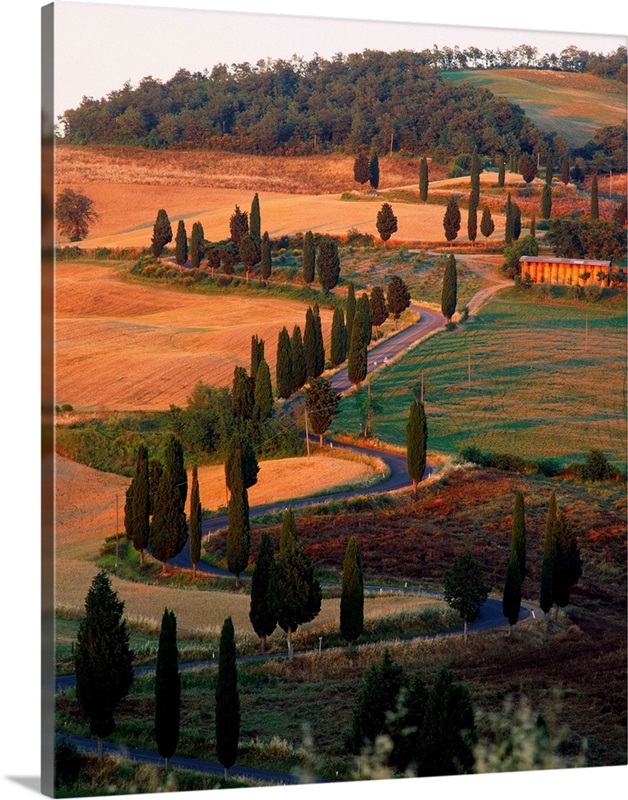 Italy, Tuscany, tree lined road near Pienza | Great Big Canvas
