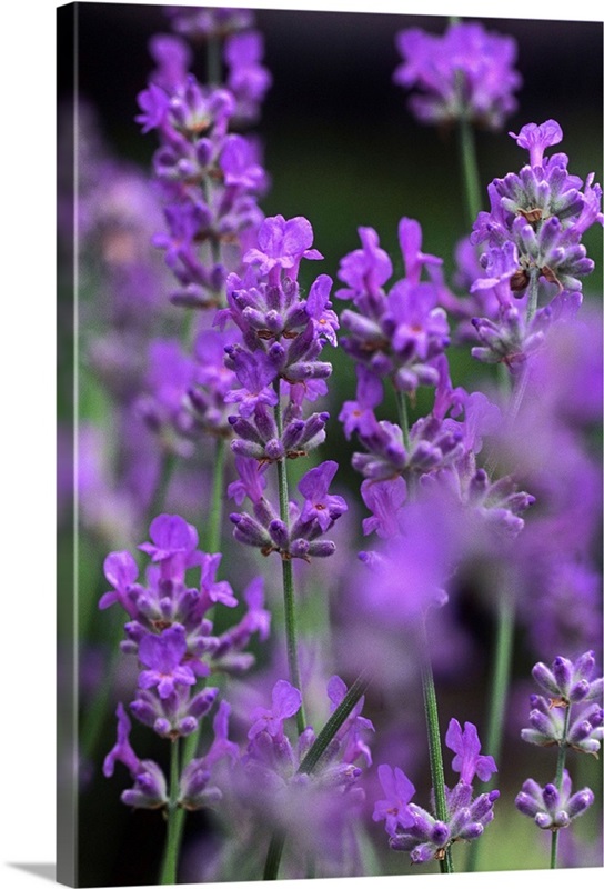 Lavender | Great Big Canvas