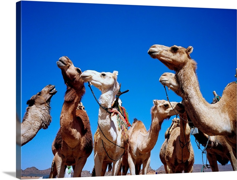 Libya, Fezzan, Akakus desert, camels | Great Big Canvas