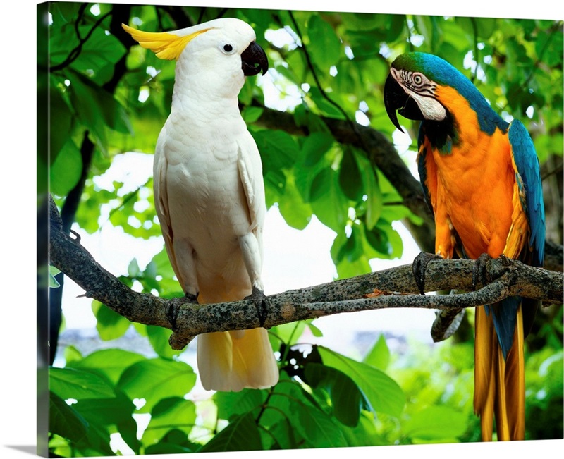 Maldives, Maga Island, parrots | Great Big Canvas