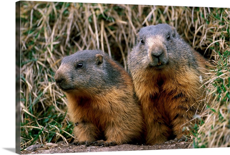 Marmots | Great Big Canvas