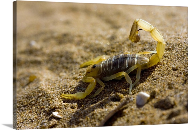Morocco, South Morocco, Mediterranean area, Desert scorpion | Great Big ...
