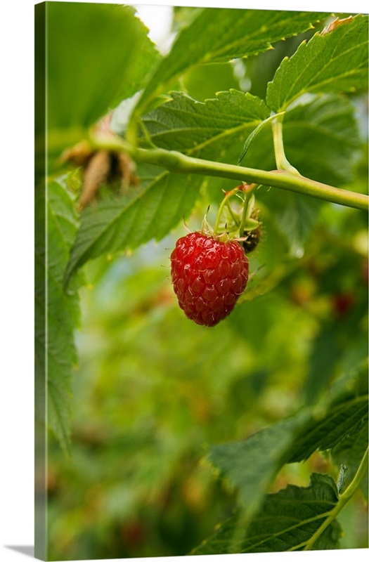 Norway, Sogn og Fjordane, Scandinavia, Raspberry, Skjoldenfjord | Great ...