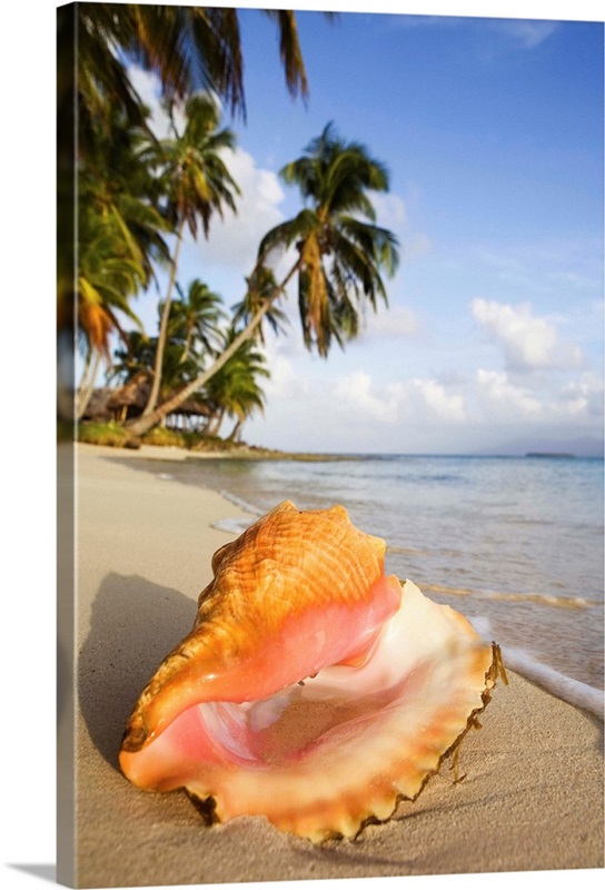 Panama, San Blas, Kuanidup Island, sea shell | Great Big Canvas