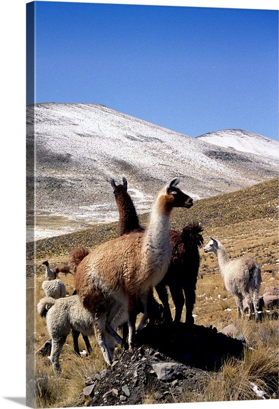 Peru, Puno, Abra la Raya pass, alpacas | Great Big Canvas