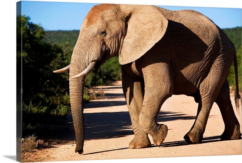 South Africa, Eastern Cape, Addo Elephant National Park, elephant ...