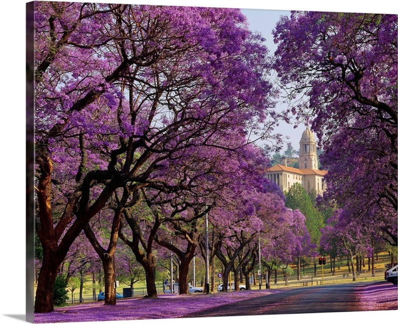 South Africa, Gauteng, Pretoria, Union Building and Jacaranda trees ...