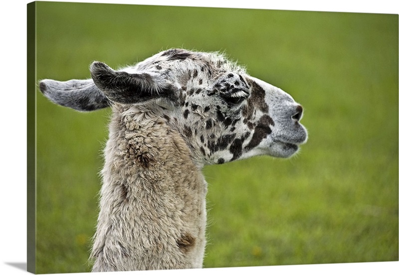 Spotted Llama | Great Big Canvas